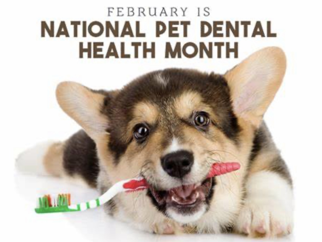 Timonium Animal Hospital