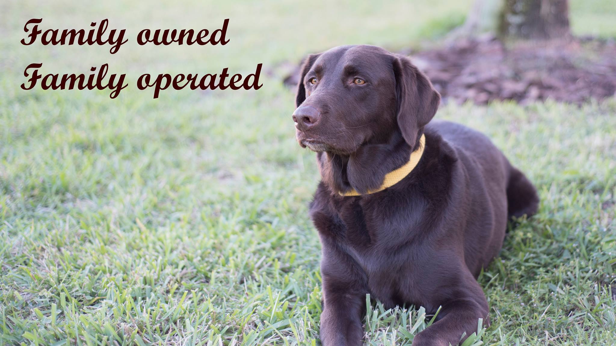 Dixie Commons Animal Hospital | Veterinarian