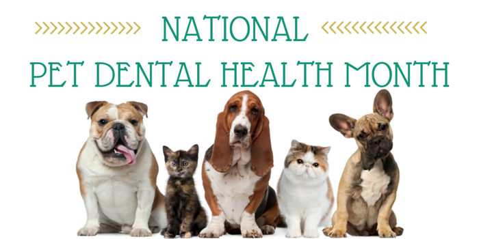 Timonium Animal Hospital